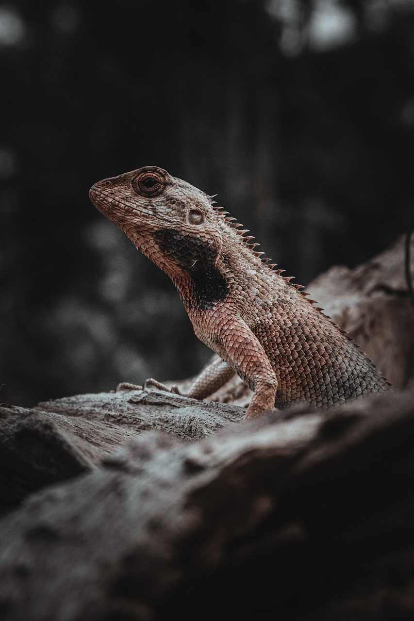 Oriental Garden Lizard Animal - Free photo on Pixabay - Pixabay