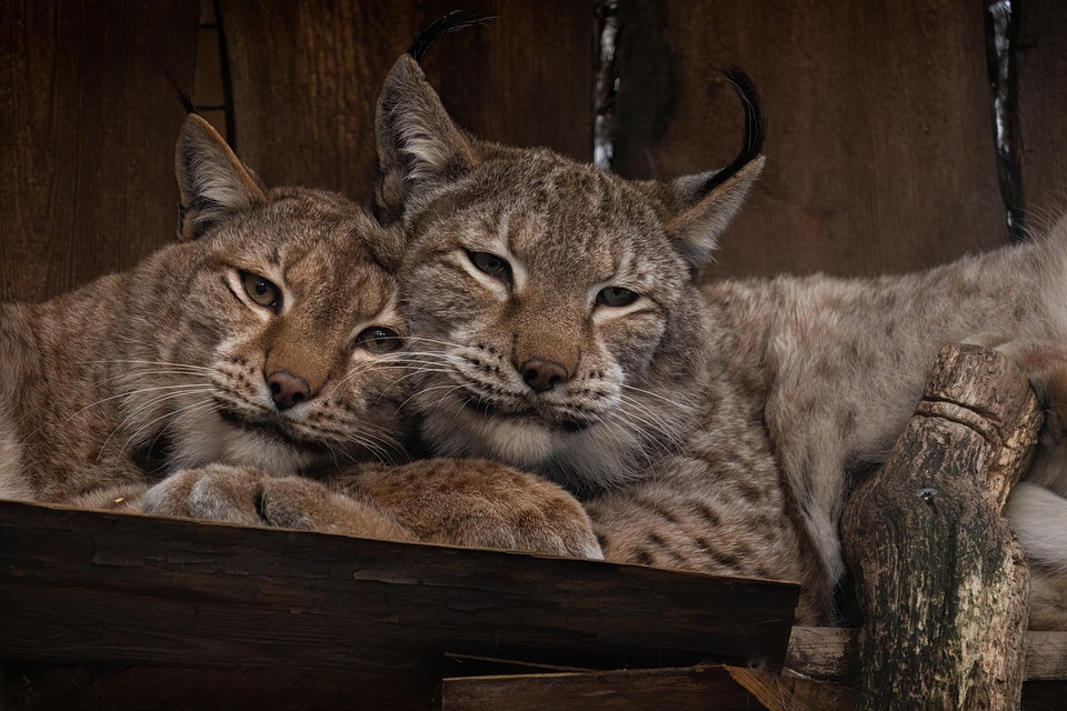 Lynxes Animals Couple - Free photo on Pixabay - Pixabay