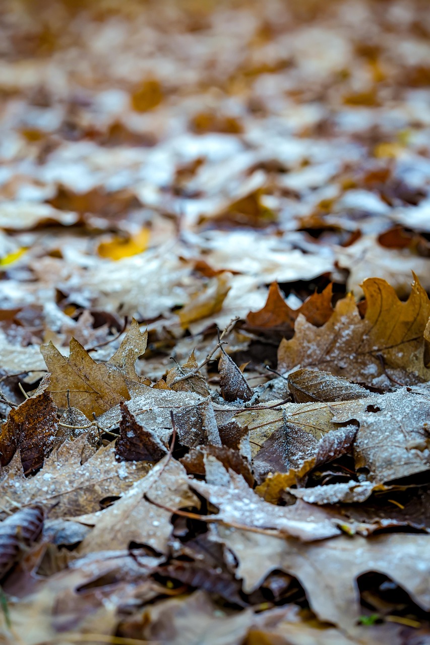 100 000+ darmowych obrazów z kategorii Las Jesienią i Las - Pixabay