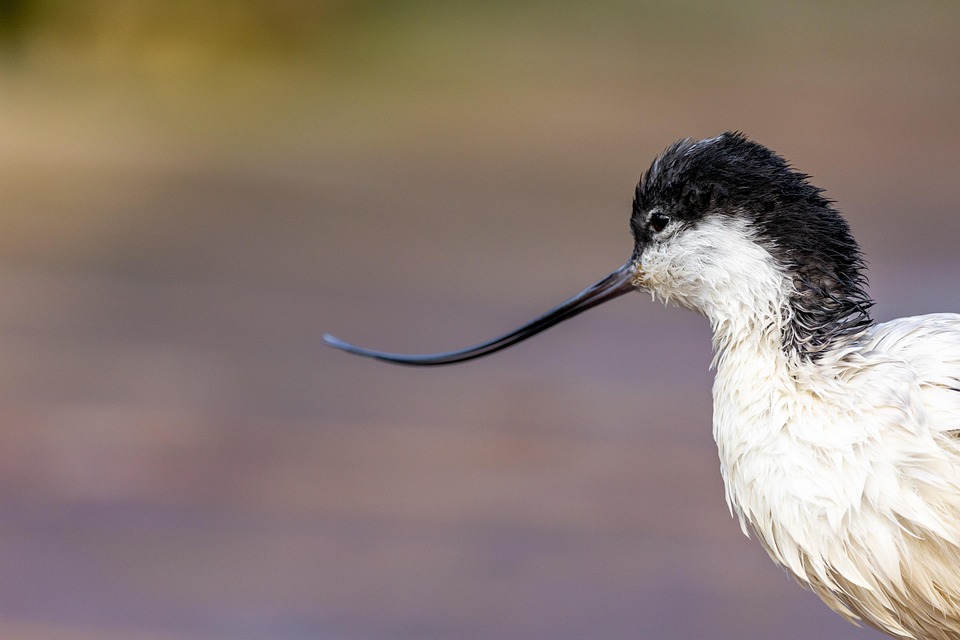 Bird Ornithology Species - Free photo on Pixabay