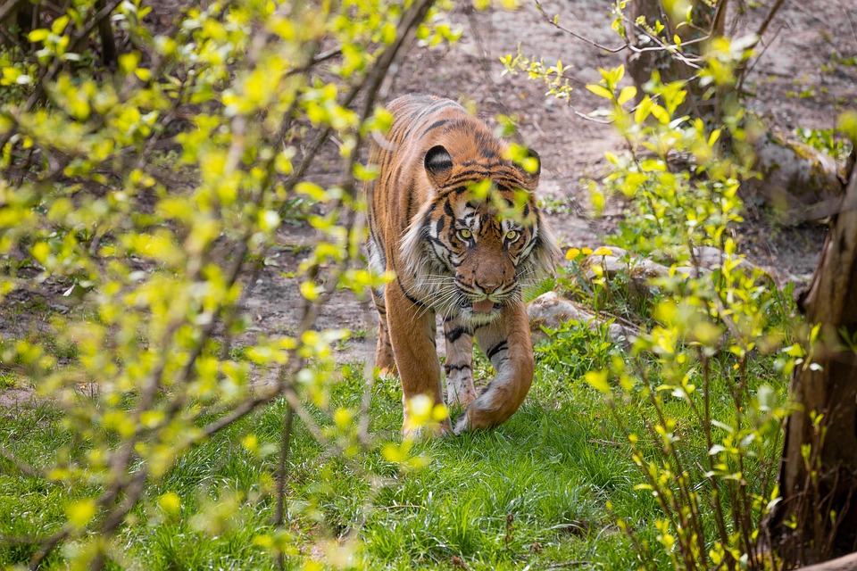 Animal Tiger Mammal - Free photo on Pixabay