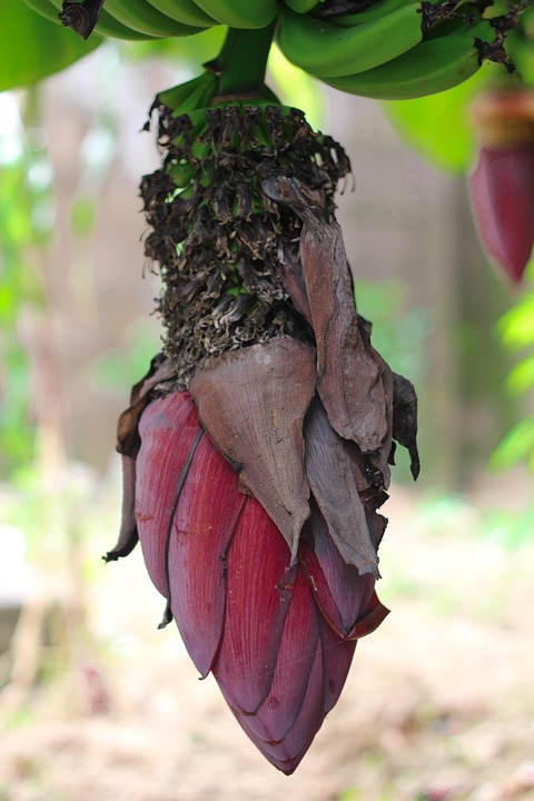 Banana Heart Flower - Free photo on Pixabay - Pixabay