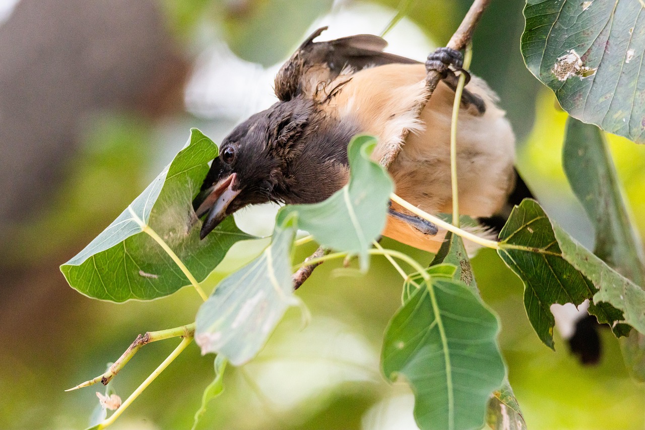 Treepie Rufous Bird - Free photo on Pixabay