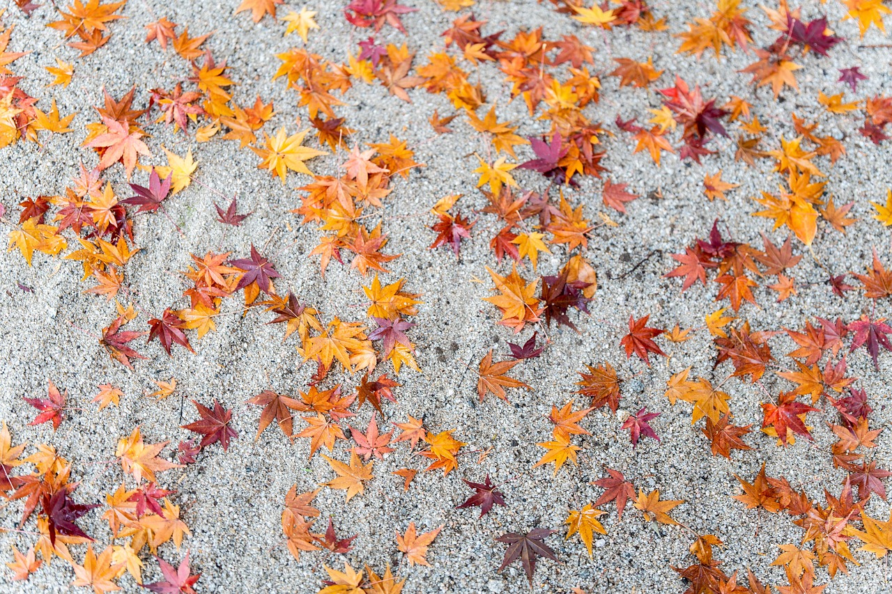 Herbstliche Blätter Laub Herbst - Kostenloses Foto auf Pixabay - Pixabay