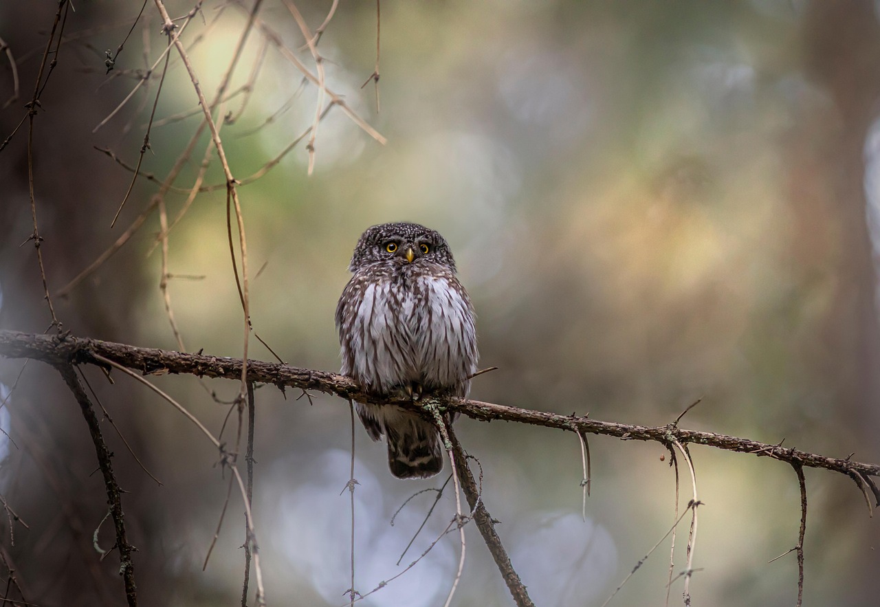 Eurasian Pygmy Owl Bird - Free photo on Pixabay - Pixabay