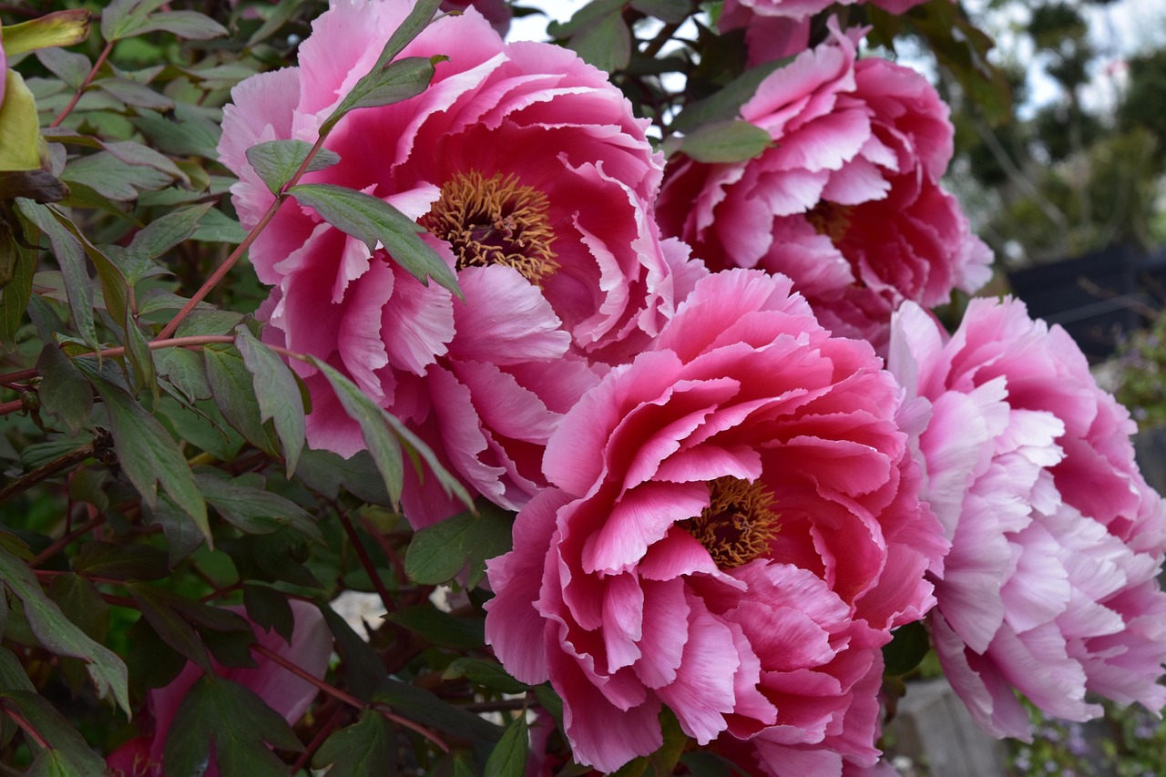 Flor De Peonía Planta Naturaleza - Foto gratis en Pixabay - Pixabay