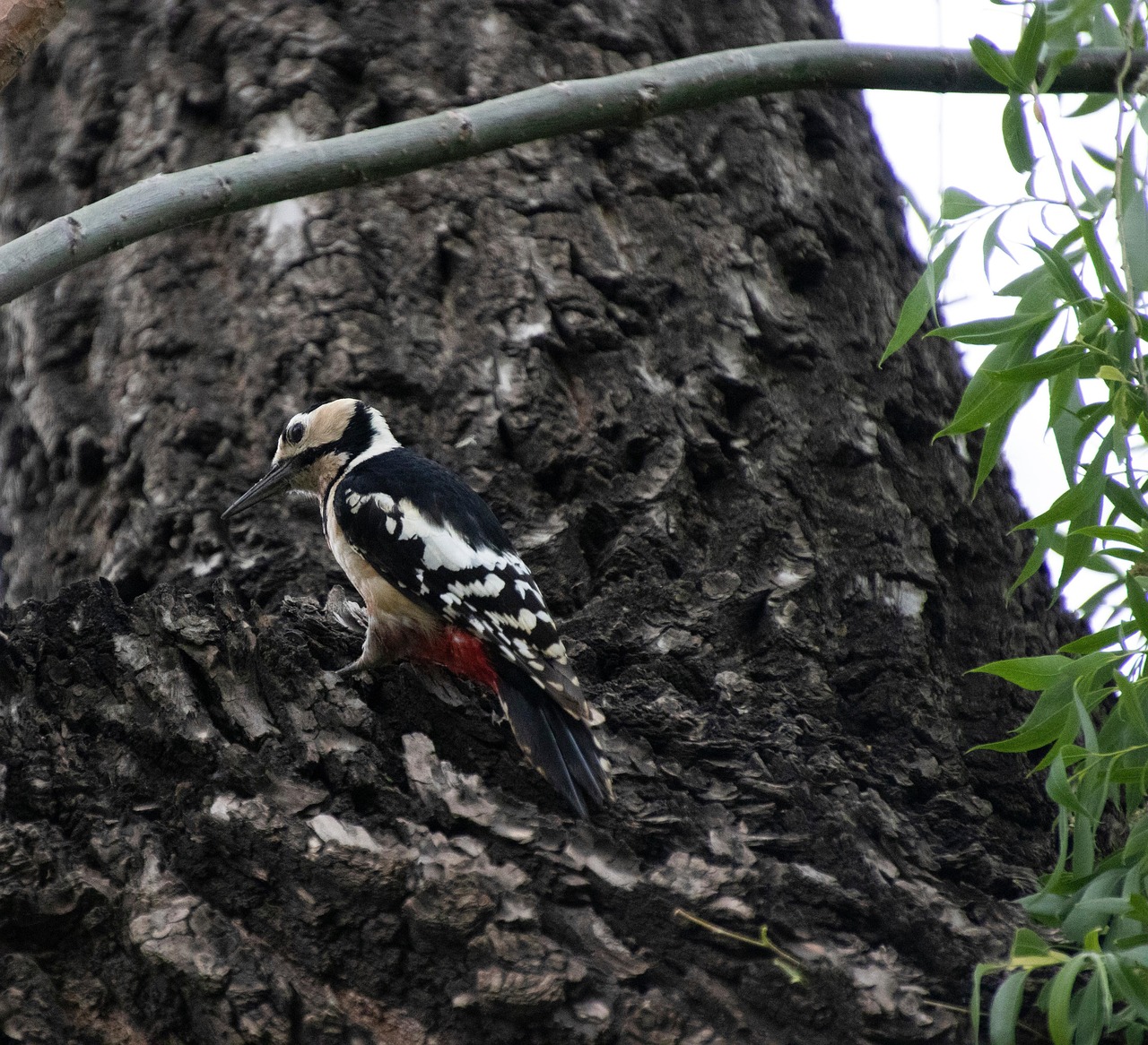 Woodpecker Bird Perched - Free photo on Pixabay - Pixabay