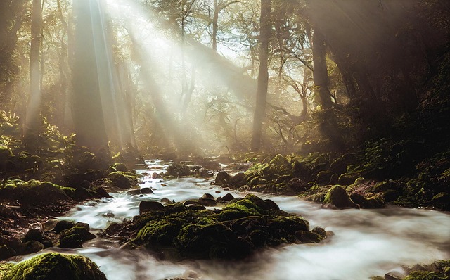 Stream Trees Forest - Free photo on Pixabay - Pixabay