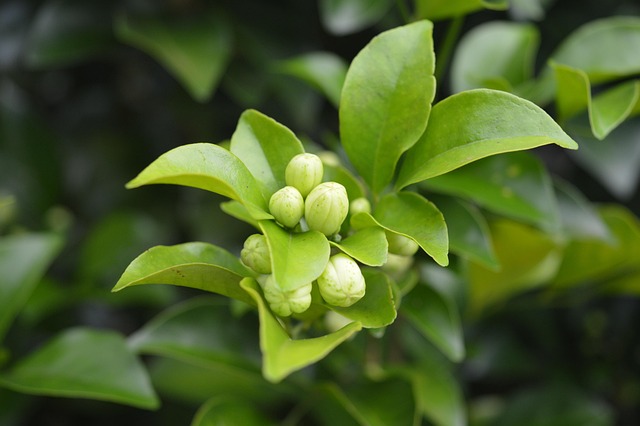 Jasmine Flowers Green Fresh - Free photo on Pixabay - Pixabay