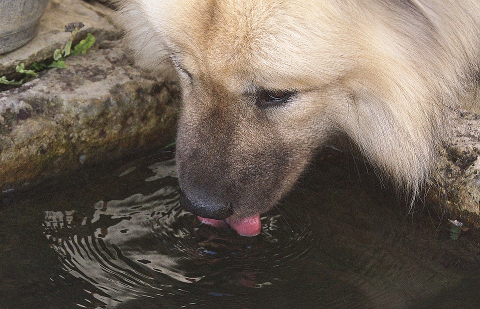 Anjing Moncong Air Minum - Foto gratis di Pixabay