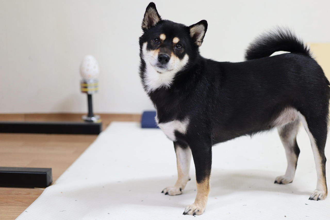 Shiba Inu Dog Pet - Free photo on Pixabay - Pixabay