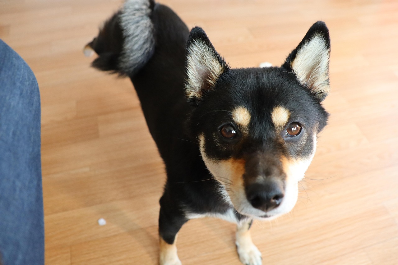 Shiba Inu Perro Mascota - Foto gratis en Pixabay - Pixabay