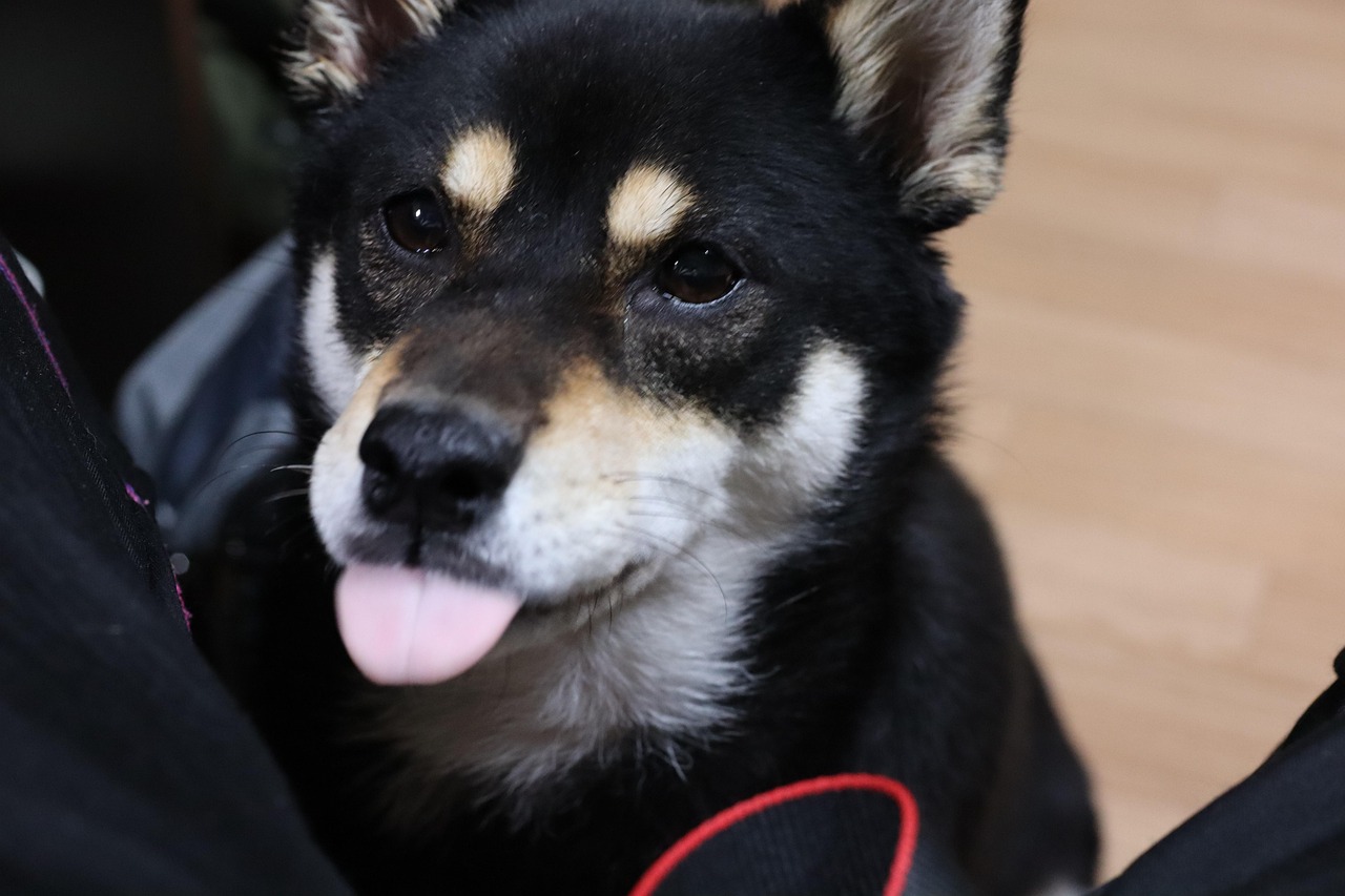 Shiba Inu Gracioso - Foto gratis en Pixabay - Pixabay