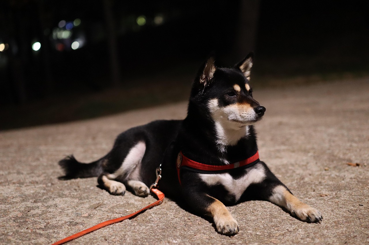 Shiba Inu Pé - Foto gratuita no Pixabay - Pixabay
