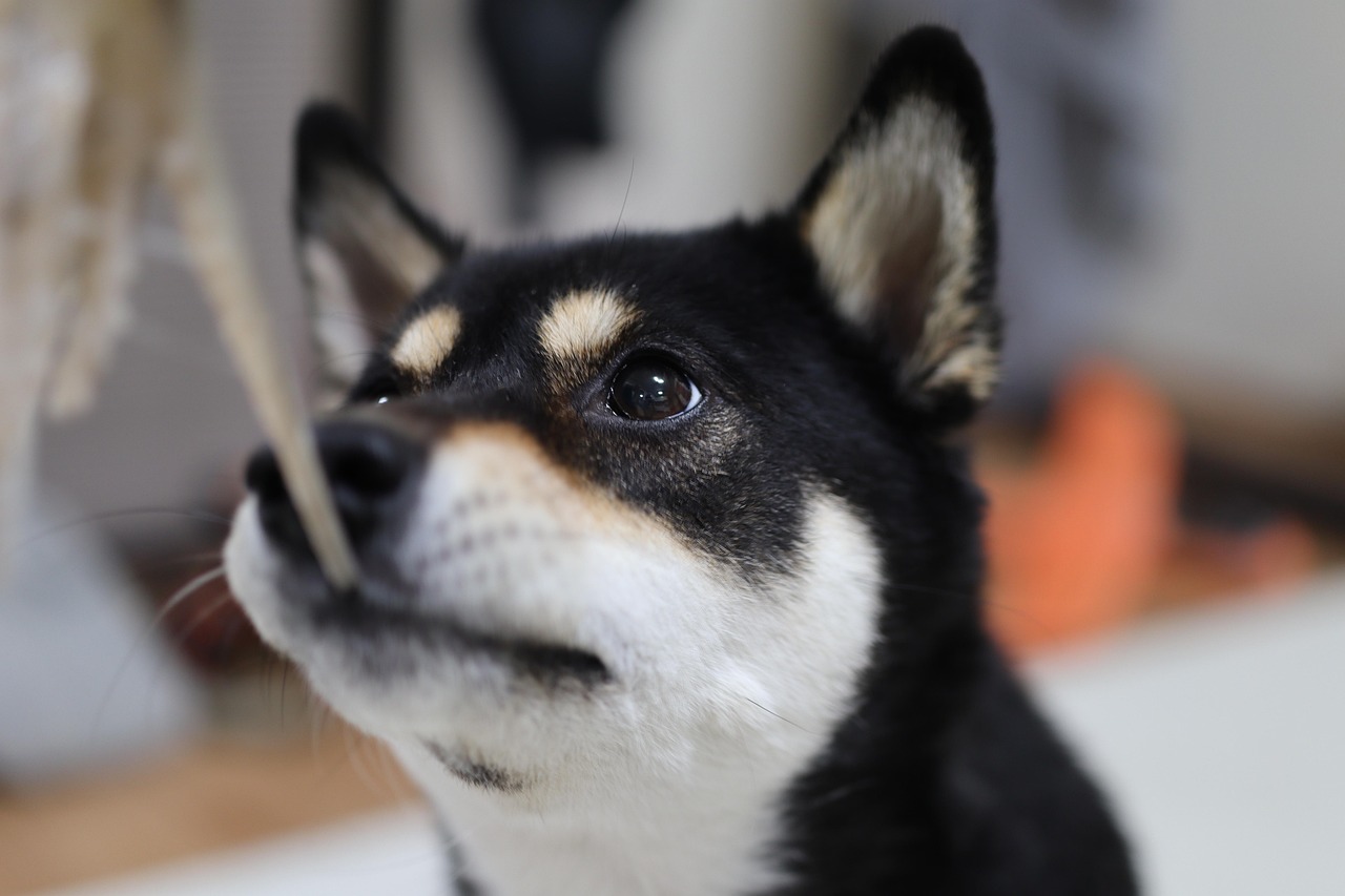 Shiba Inu Cute - Free photo on Pixabay - Pixabay
