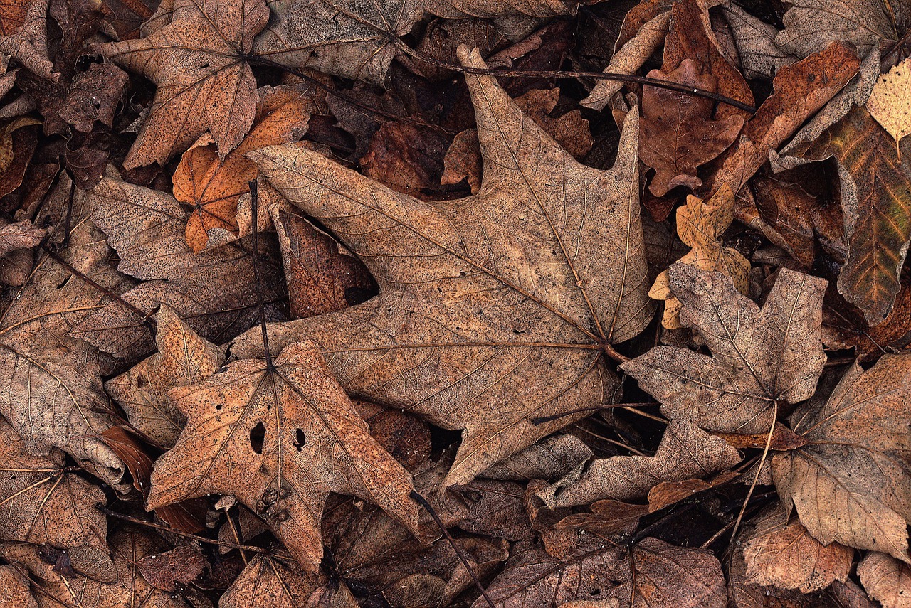 Leaves Autumn Dried Out - Free photo on Pixabay