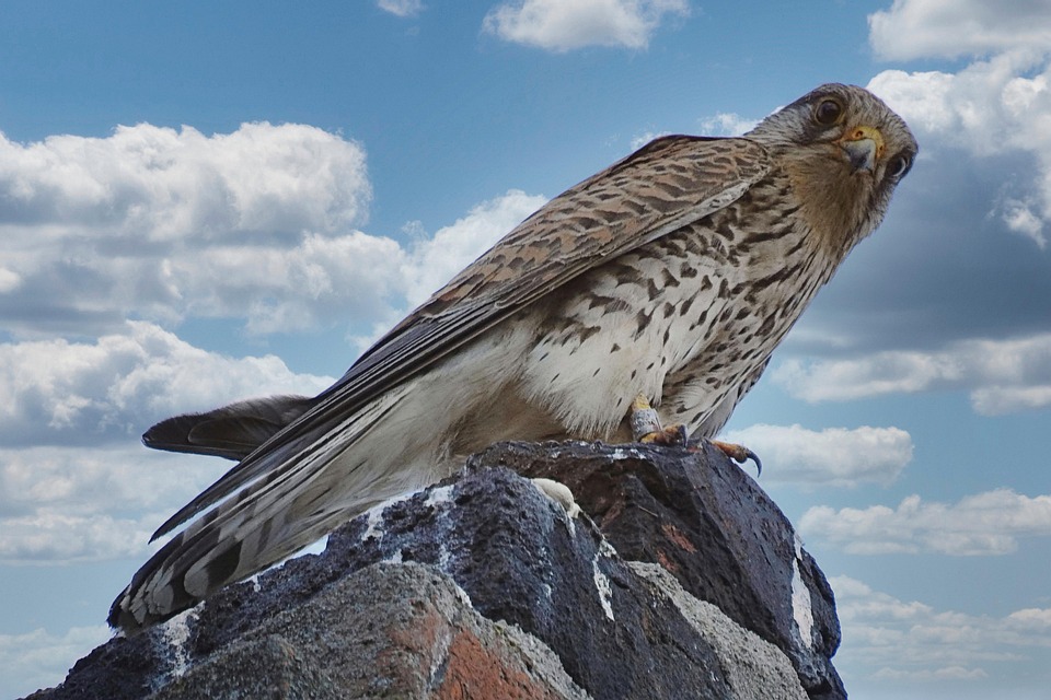 Cernícalo Pájaro Animal Ave De - Foto gratis en Pixabay
