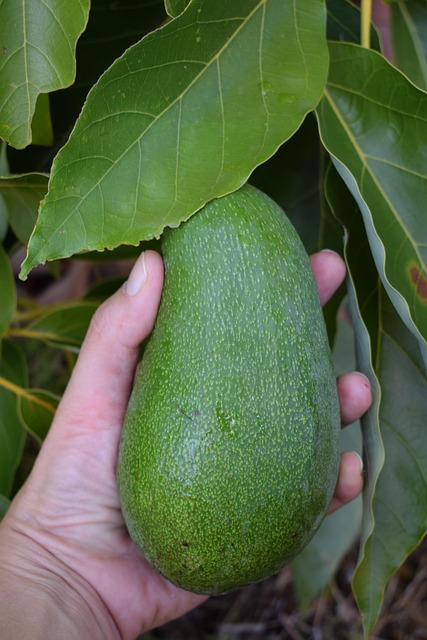 Avocado Fruit Organic - Free photo on Pixabay