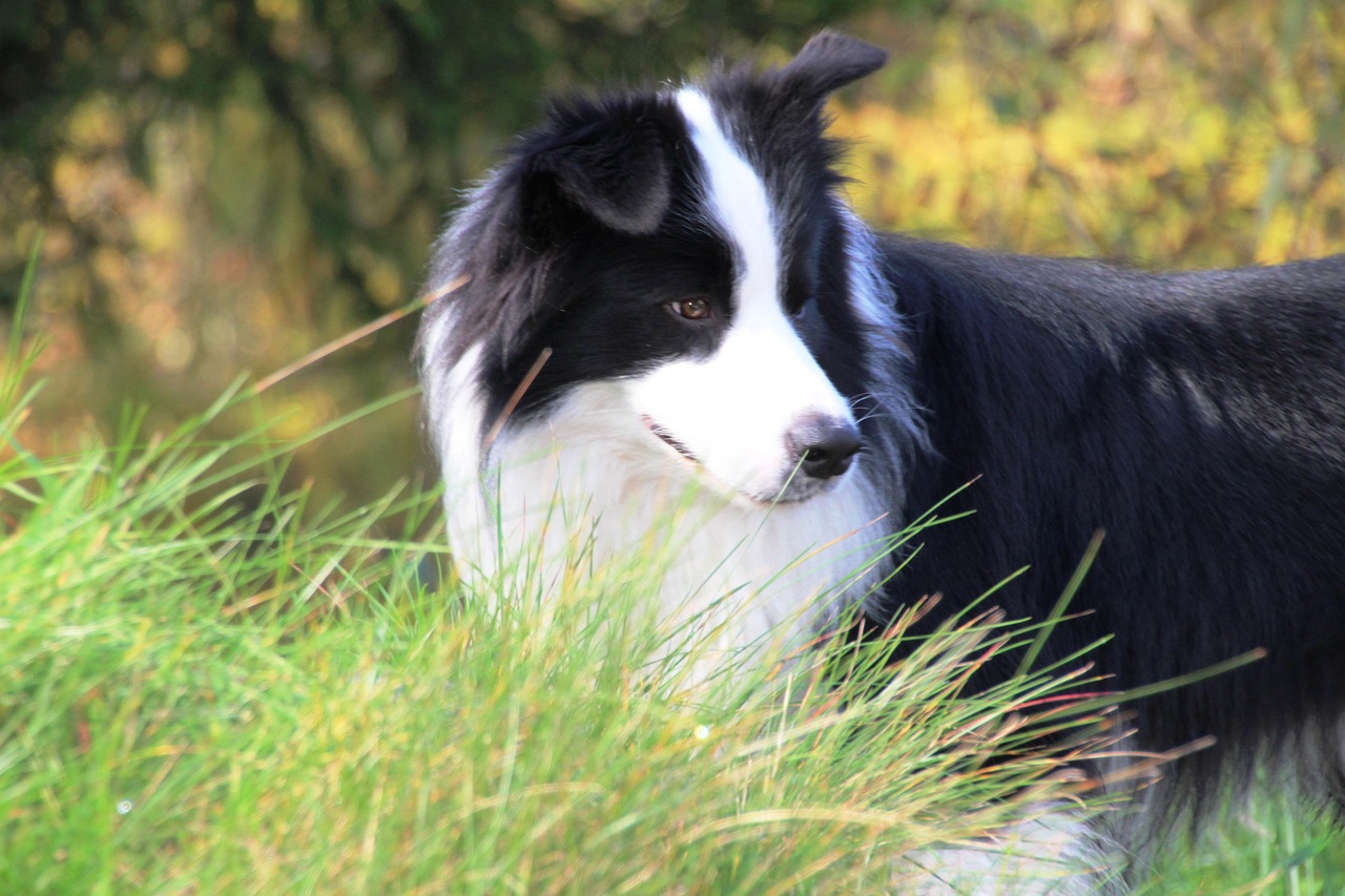 Cachorro Filhote De - Foto gratuita no Pixabay - Pixabay