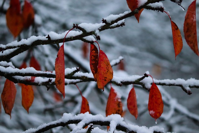 Feuilles D'Automne Neige - Photo gratuite sur Pixabay - Pixabay