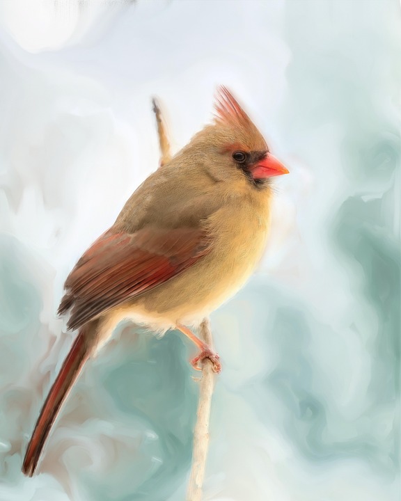 Download Cardinal, Bird, Painting. Royalty-Free Stock Illustration ...