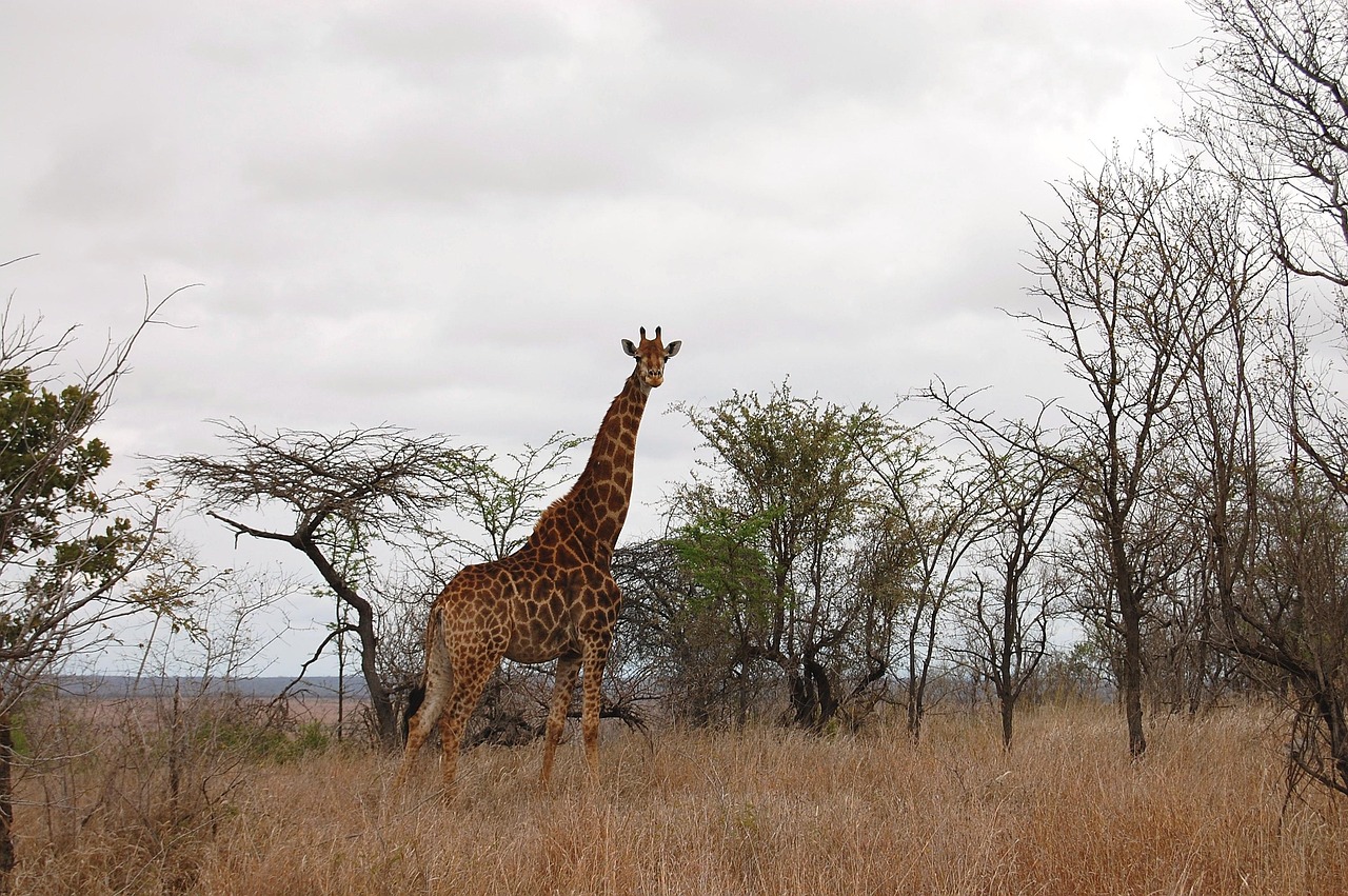 Zsiráf Szafari Afrika - Ingyenes fotó a Pixabay-en - Pixabay