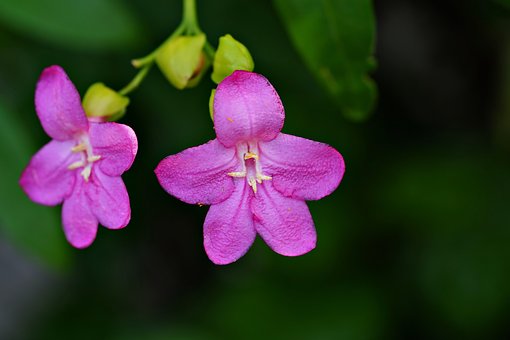 20+ Free Ravenia & Nature Photos - Pixabay