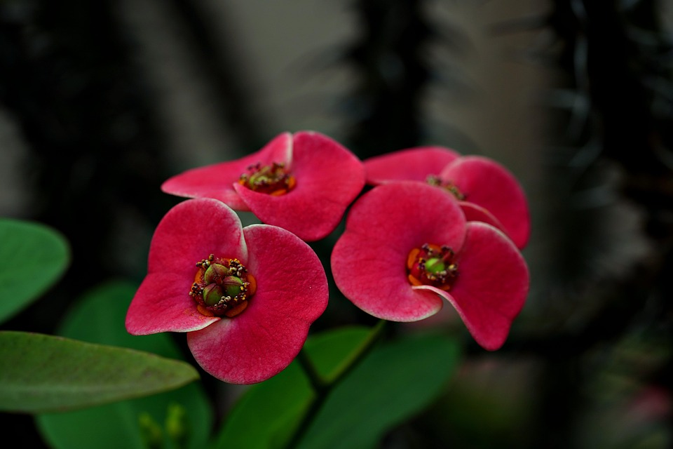 Crown Of Thorns Flowers Plant - Free photo on Pixabay - Pixabay