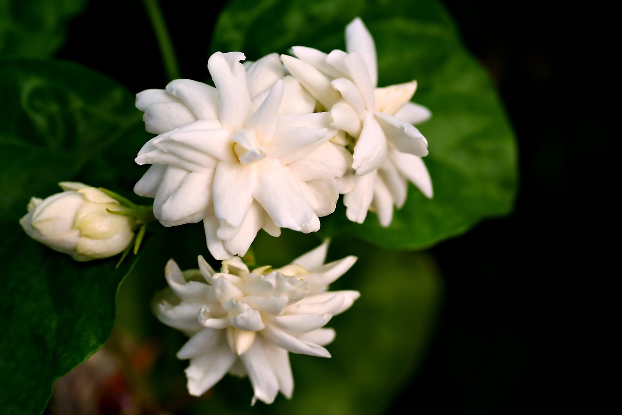 Jazmín Flores Planta - Foto gratis en Pixabay - Pixabay