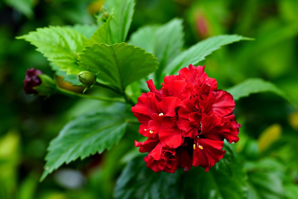 Hibisco Flor Planta - Foto gratuita no Pixabay - Pixabay
