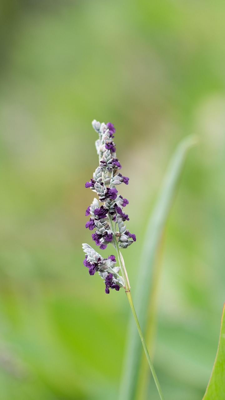 花朵 植物 在丽华 - Pixabay上的免费照片 - Pixabay