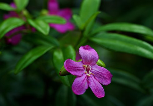 20+ Free Ravenia & Nature Photos - Pixabay