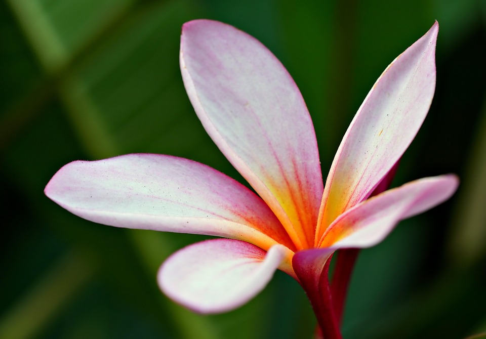 Plumeria Flower Plant - Free photo on Pixabay