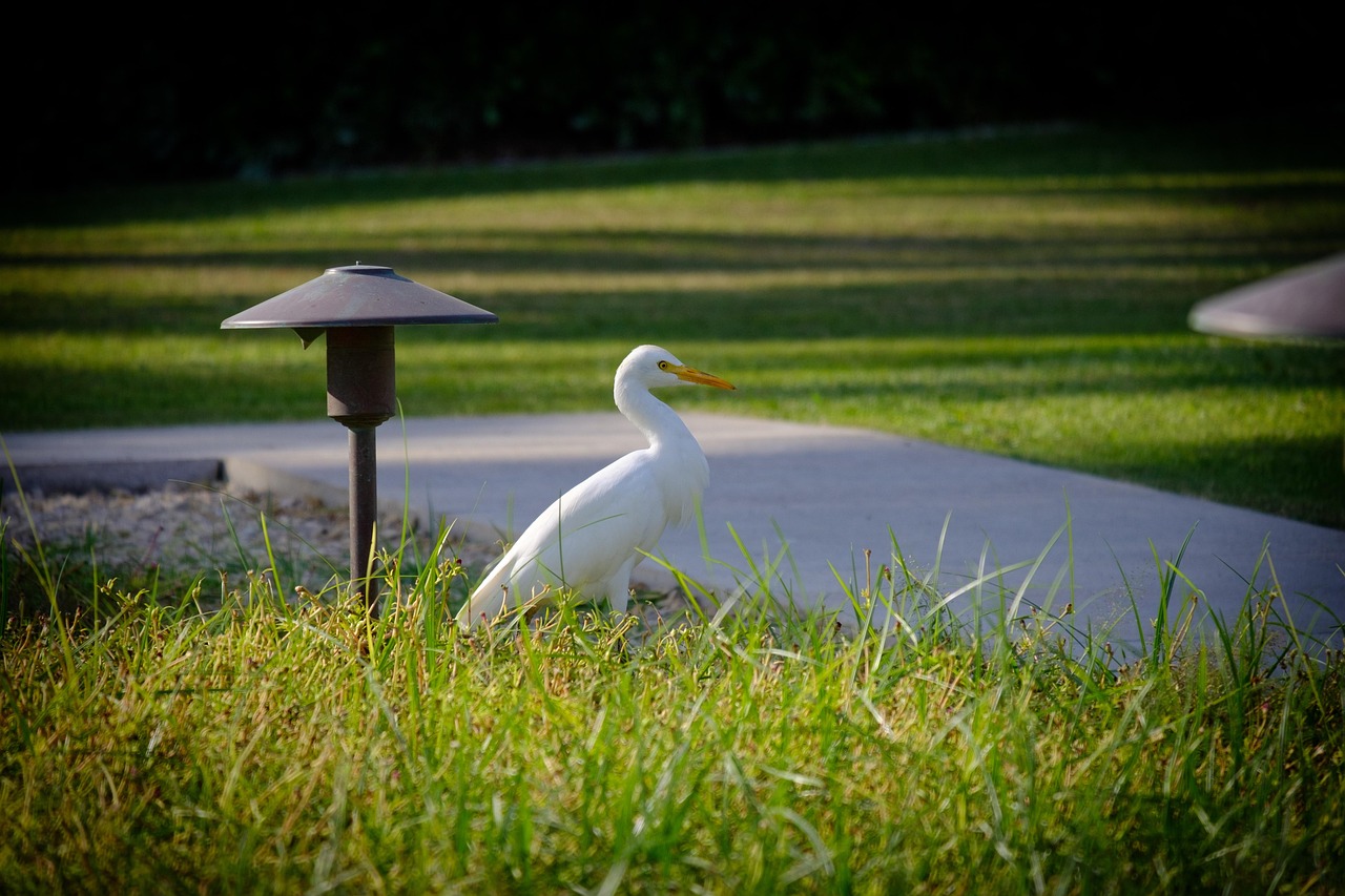 Great Egret Bird Animal - Free photo on Pixabay - Pixabay