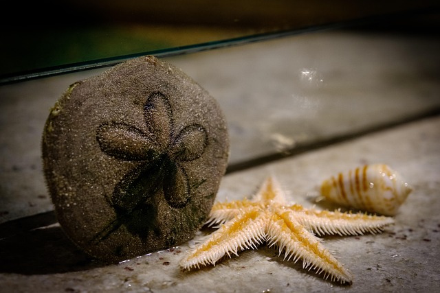 Starfish Shell Sea - Free photo on Pixabay