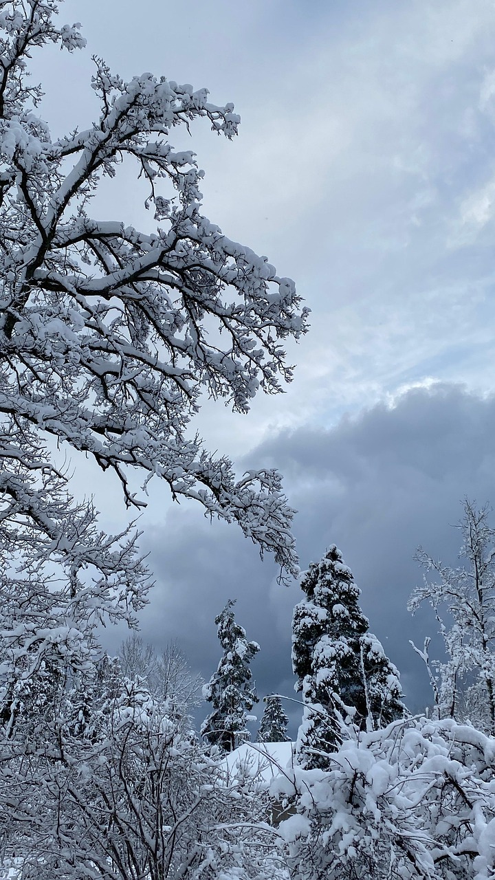 Snow Winter Tree - Free photo on Pixabay