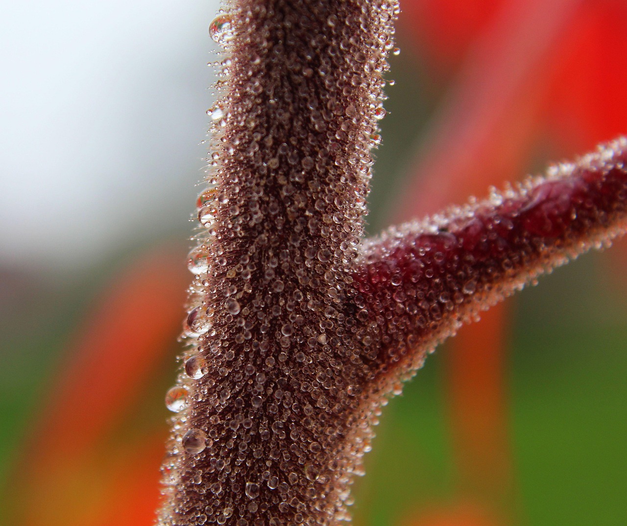 Dew Plant Nature - Free photo on Pixabay