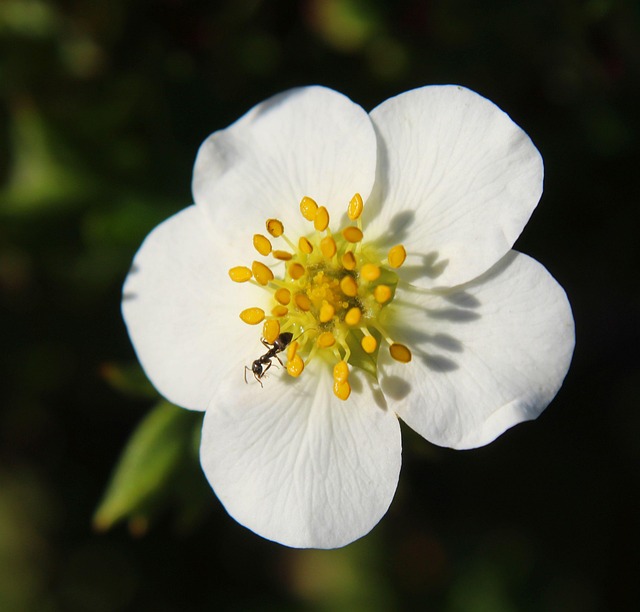 Wood Strawberry Flower Plant - Free photo on Pixabay