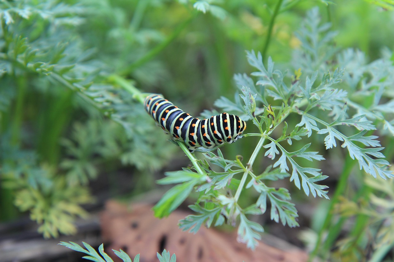 Chenille Du Machaon Insecte - Photo gratuite sur Pixabay - Pixabay