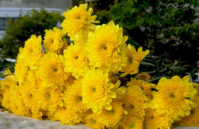 Crisântemo Flor - Foto gratuita no Pixabay - Pixabay