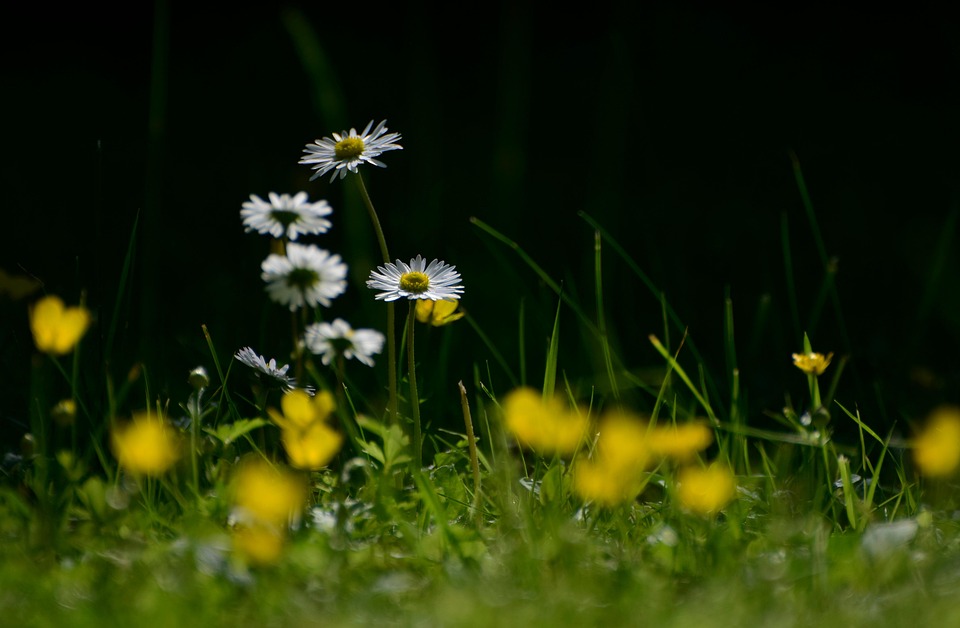 Daisy Flowers Grass - Free photo on Pixabay