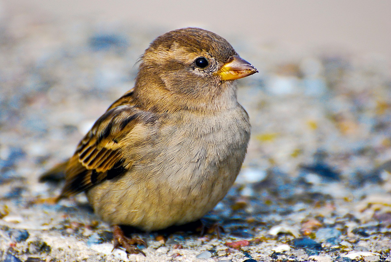 5,000+ Free Sparrows & Nature Photos - Pixabay