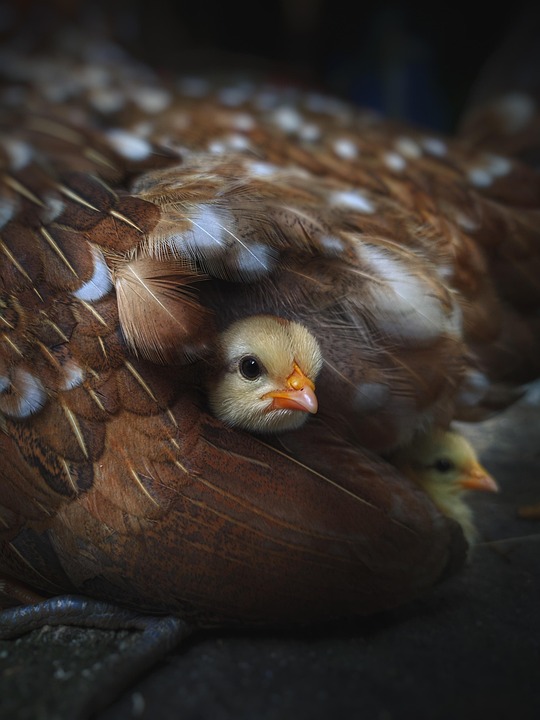 Chick Chicken Animal - Free photo on Pixabay