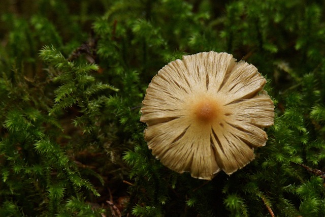 10+ Free Mica Cap & Mushroom Images - Pixabay