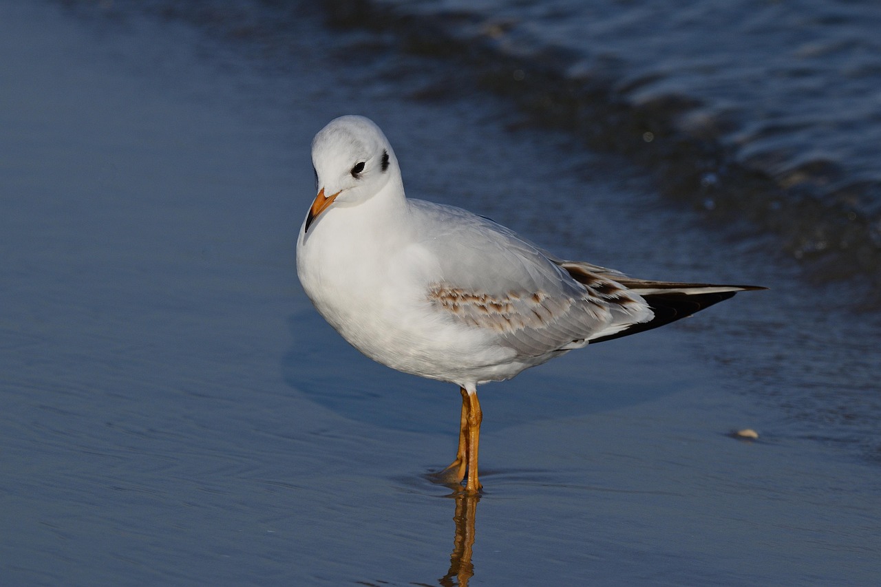 Seagull Bird Animal - Free photo on Pixabay - Pixabay