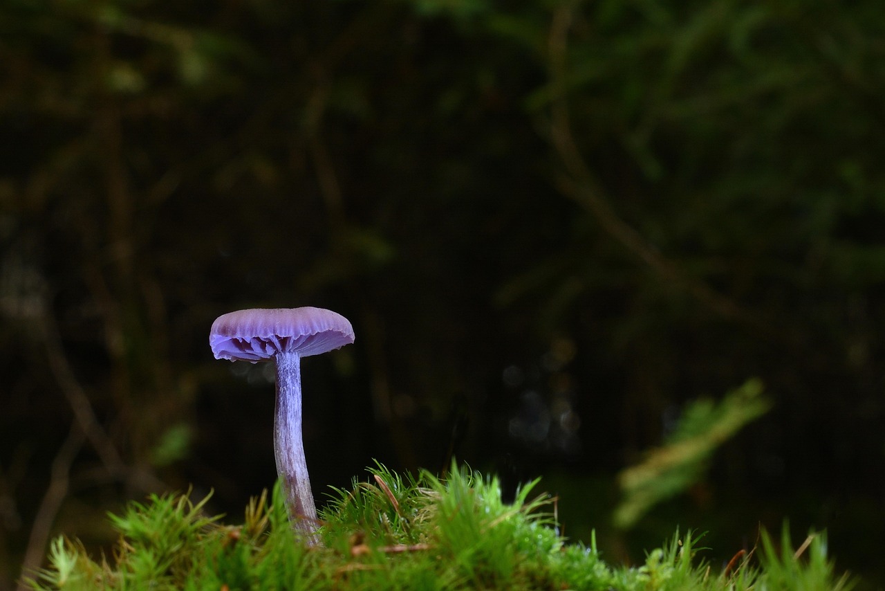 Mushroom Disc Fungus Moss - Free photo on Pixabay