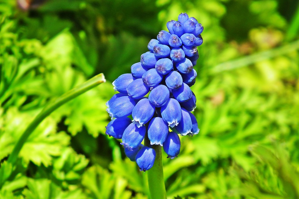 Jacinthe De Raisin Fleurs Plantes - Photo gratuite sur Pixabay