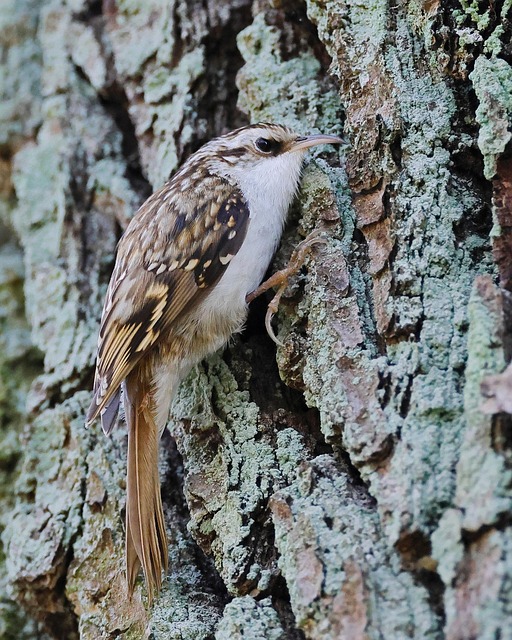 Short-Toed Treecreeper Feathers - Free photo on Pixabay