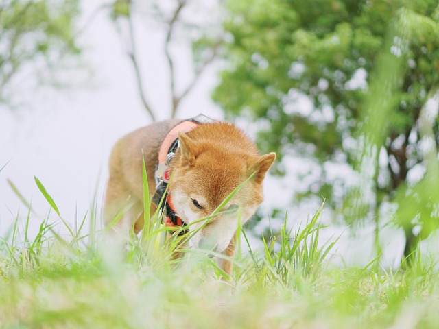 Shiba Inu Dog Pet - Free photo on Pixabay - Pixabay