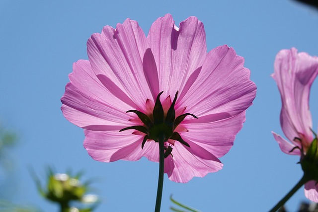 Cosmos Flor Planta - Foto gratuita no Pixabay - Pixabay